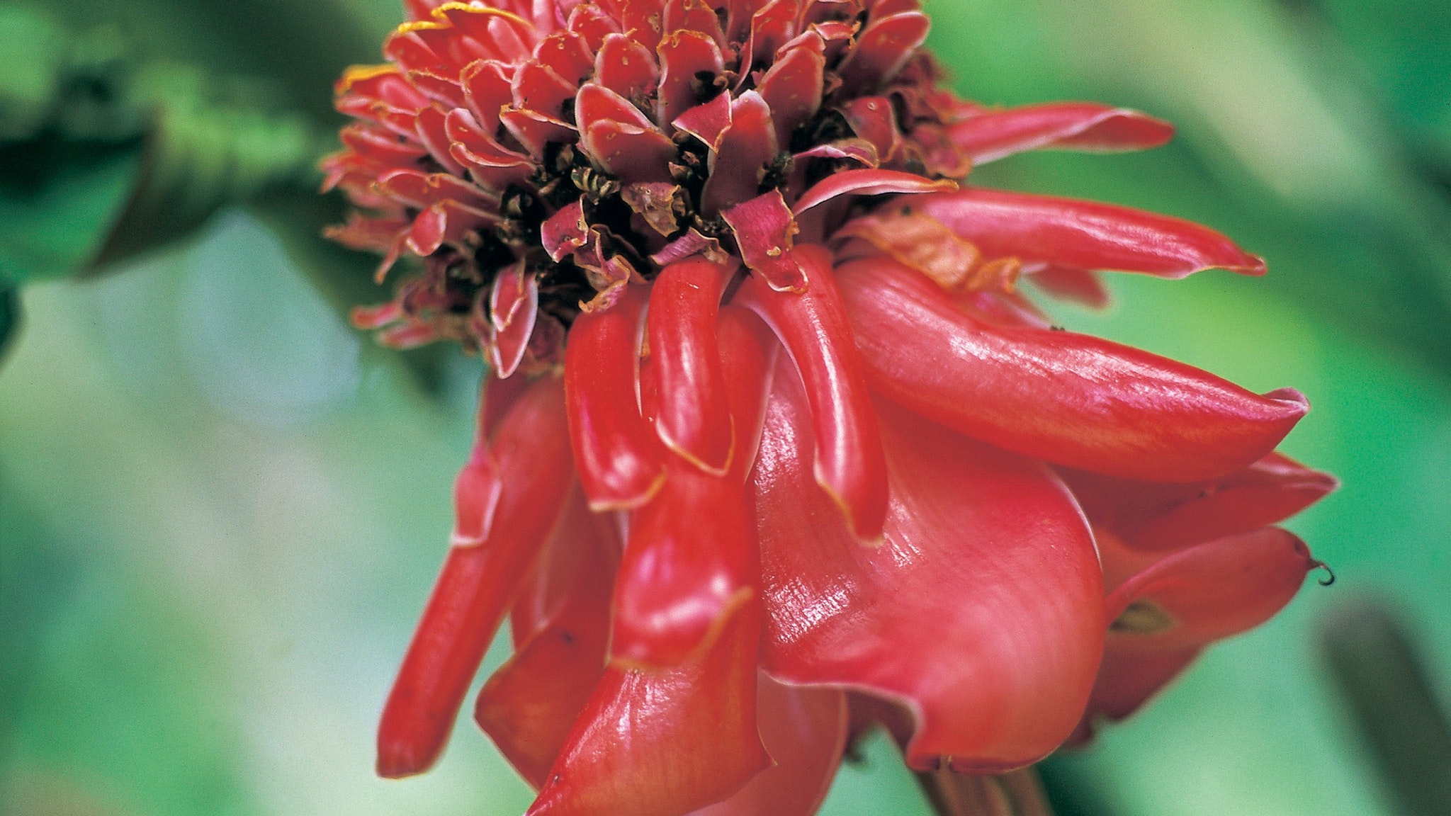 Flecker Botanic Gardens - Tropical North QLD