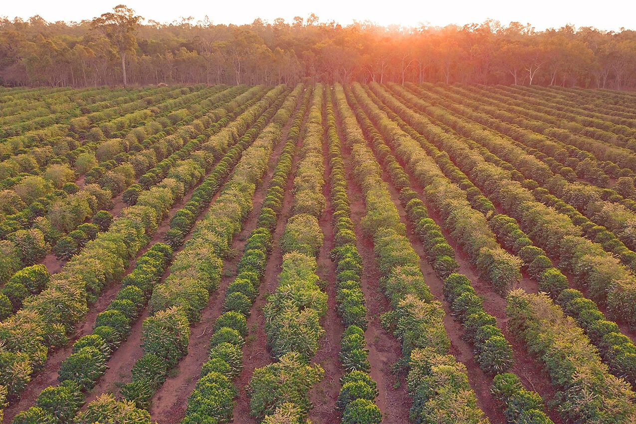 Tasting the Tablelands | Cairns & Great Barrier Reef