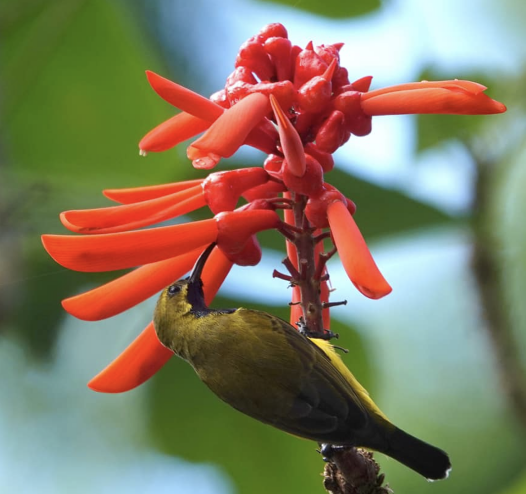 Tropic Tweets – Guided Birdwatching Tours in TNQ | Cairns & Great ...