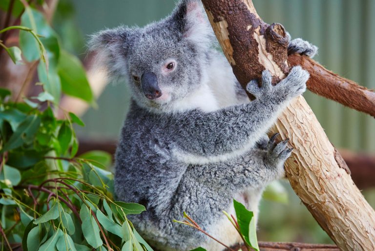 Kuranda Wildlife Parks | Cairns & Great Barrier Reef